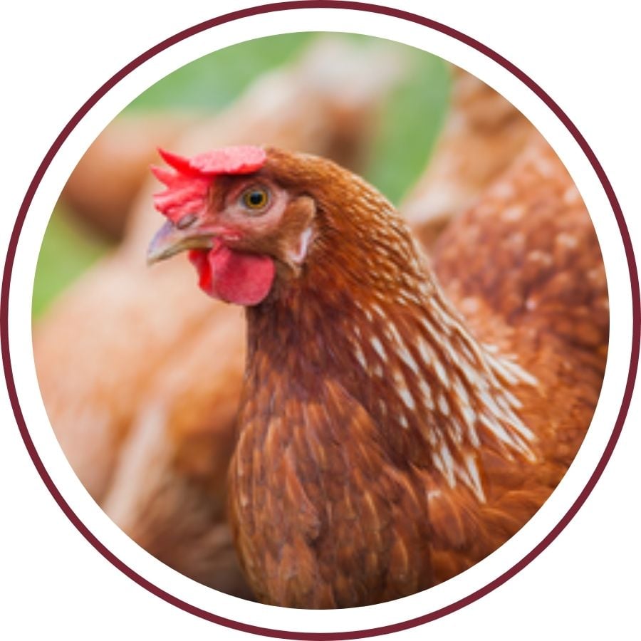 Chicken Breeds: Explore the Fascinating World of Feathery Diversity