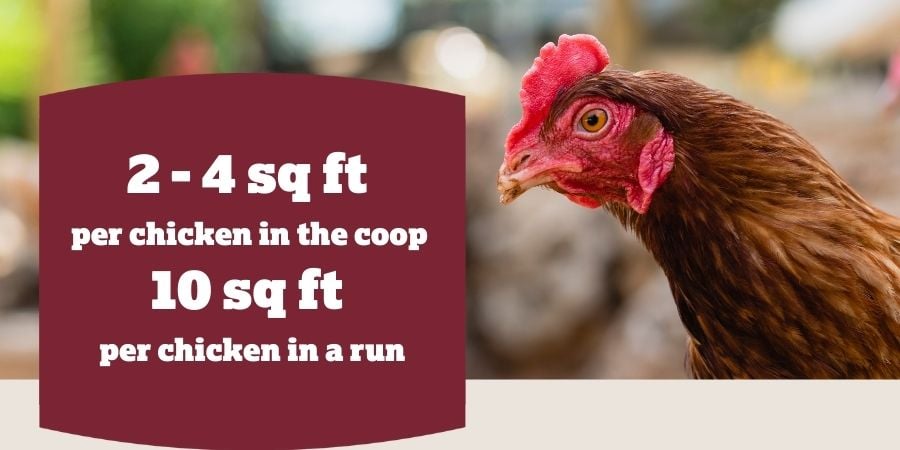 Optimal Chicken Space: How Much Room Does a Chicken Need?