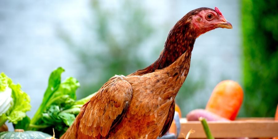 How a Chicken Coop Greenhouse Boosts Year-Round Egg Laying