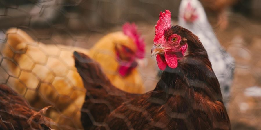 Turn Your Coop Into a Luxury Chicken Coop With These Easy Upgrades