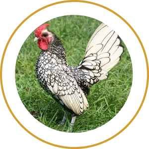 10 Best Backyard Chicken Breeds for Beginners: Chicken Care 101