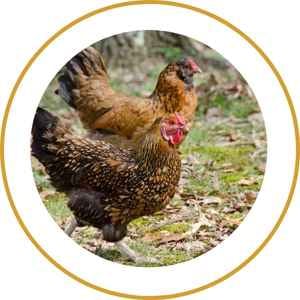 10 Best Backyard Chicken Breeds For Beginners Chicken Care 101