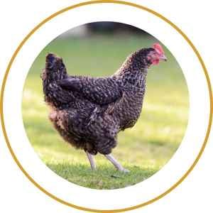 10 Best Backyard Chicken Breeds for Beginners: Chicken Care 101