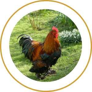10 Best Backyard Chicken Breeds for Beginners: Chicken Care 101