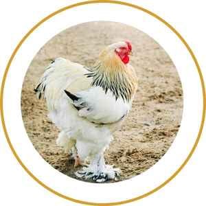 10 Best Backyard Chicken Breeds for Beginners: Chicken Care 101