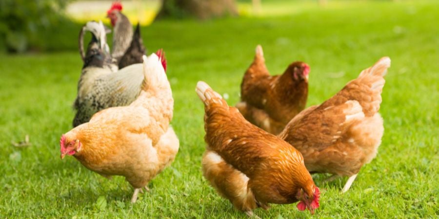 Why Choose A Free Range Chicken Coop For Pasture-Raised Chickens?