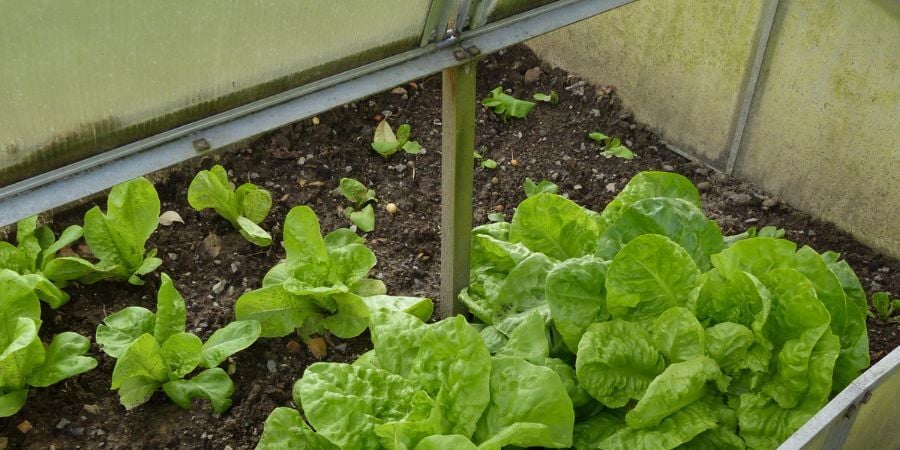 Can a Greenhouse Extend Growing Seasons? Yes! Here’s How