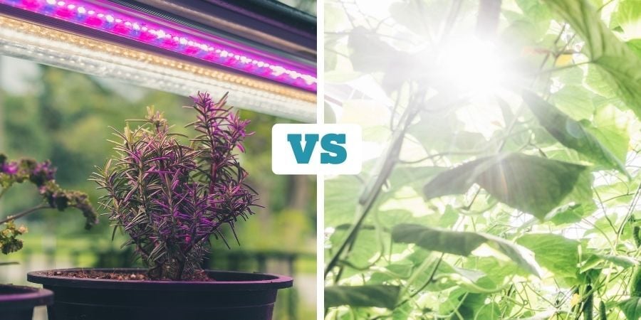 Greenhouse Grow Lights vs. Sunlight: Which One Wins?
