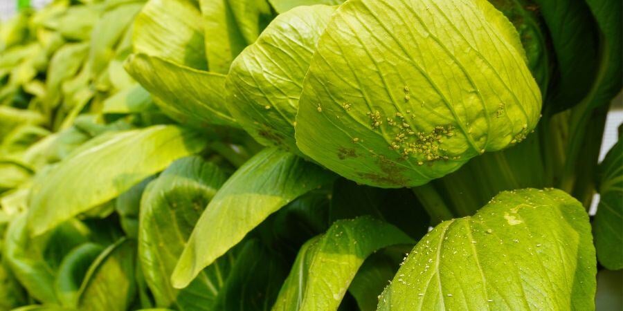 Smart Greenhouse Pest Control: How to Identify, Prevent, and Manage ...