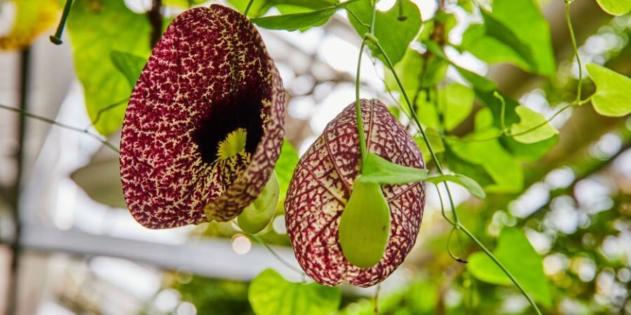 Exotic Greenhouse Plants: How to Cultivate Unique Varieties Year-Round