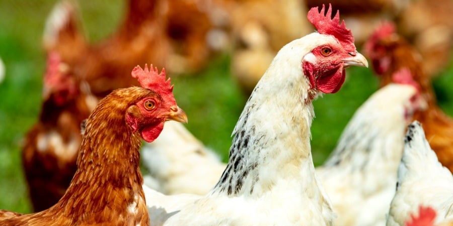 Tips & Techniques: The Ultimate Guide to Raising Chickens Successfully