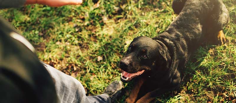 5 Reasons Why Working Dogs Are Happy in Outdoor Dog Kennels
