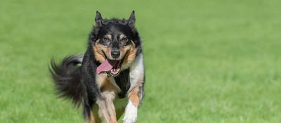 5 Reasons Why Working Dogs Are Happy in Outdoor Dog Kennels