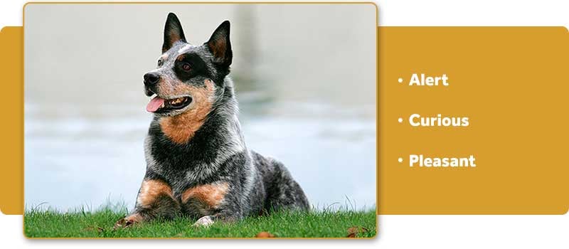 Outdoor Dog Breeds That Thrive Outside