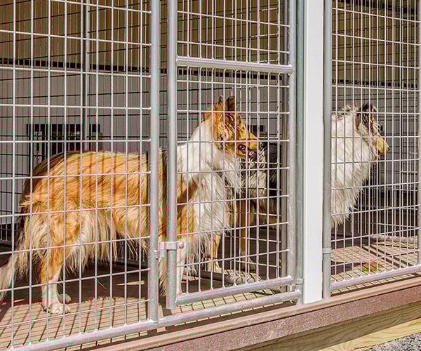 Module Dog Kennels vs. Multi-dog Kennel Sheds: Which is Best for Your ...